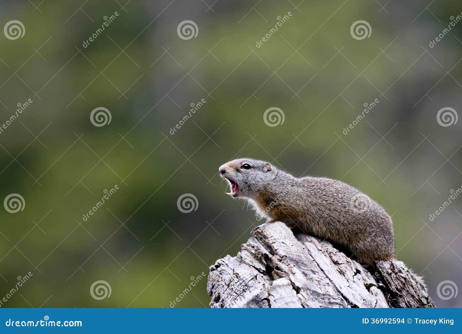Wild Ground Squirrel Giving Warning Call Stock Photo - Image of call ...