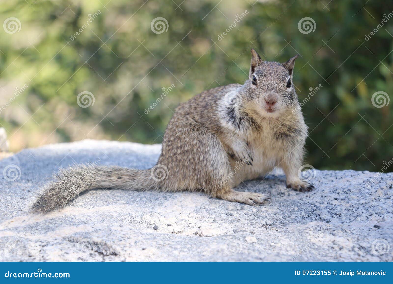 Wild Ground Squirrel stock image. Image of environment - 97223155