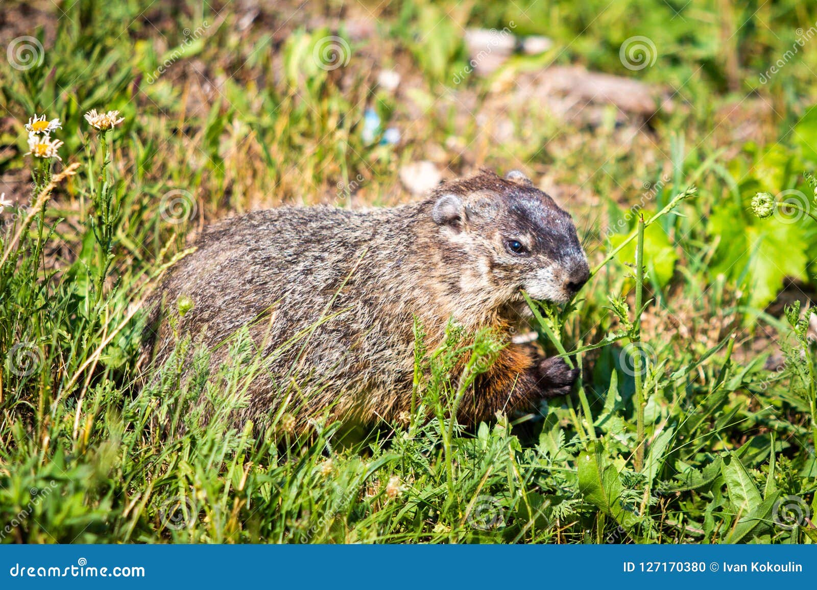 Wild Groundhog Feeding Grass on Summer Day Stock Photo - Image of ...