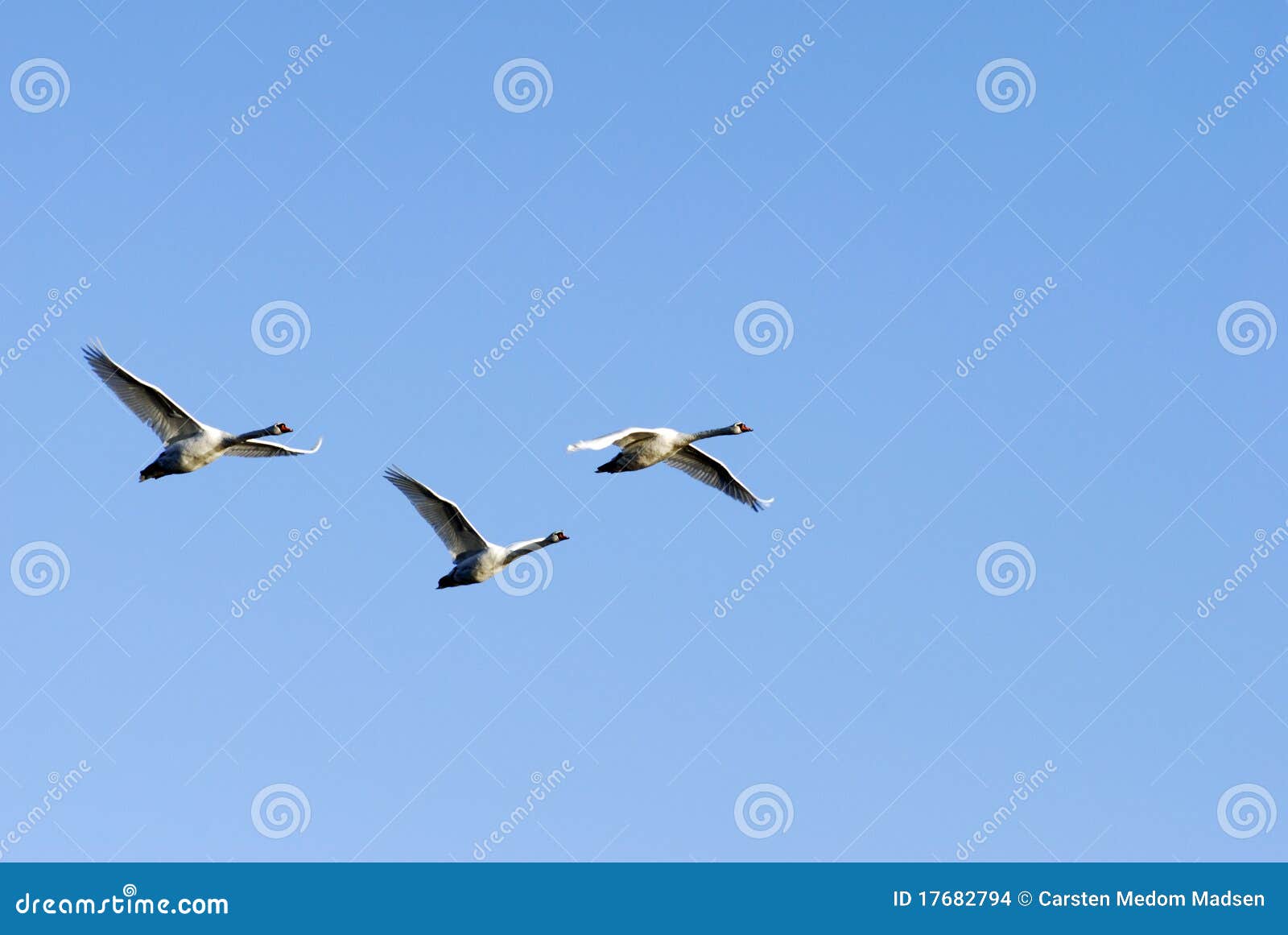 Wild group of swans stock photo. Image of outdoor, wild - 17682794