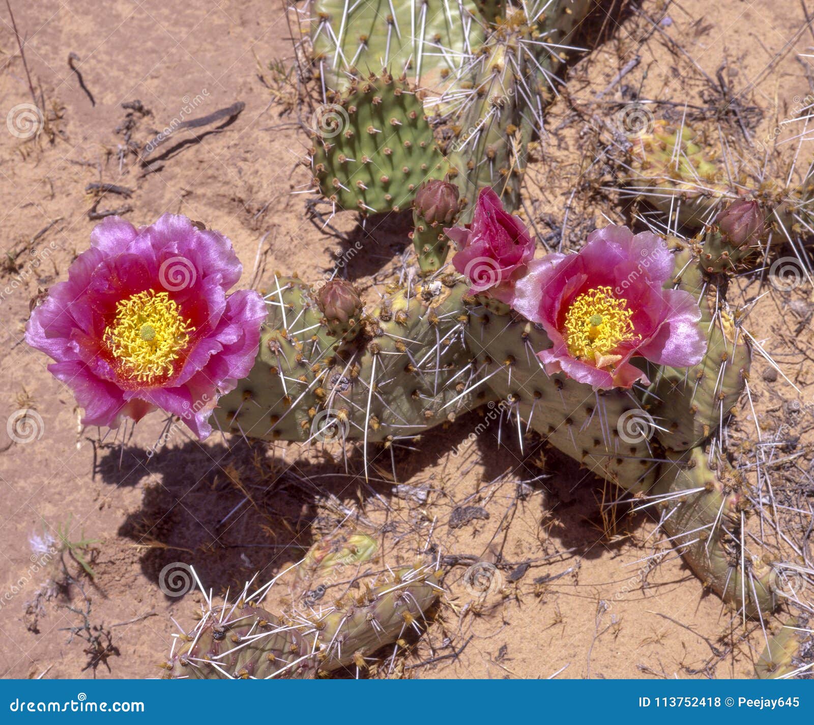 Wild growing Cacti stock photo. Image of lone, springtime - 113752418