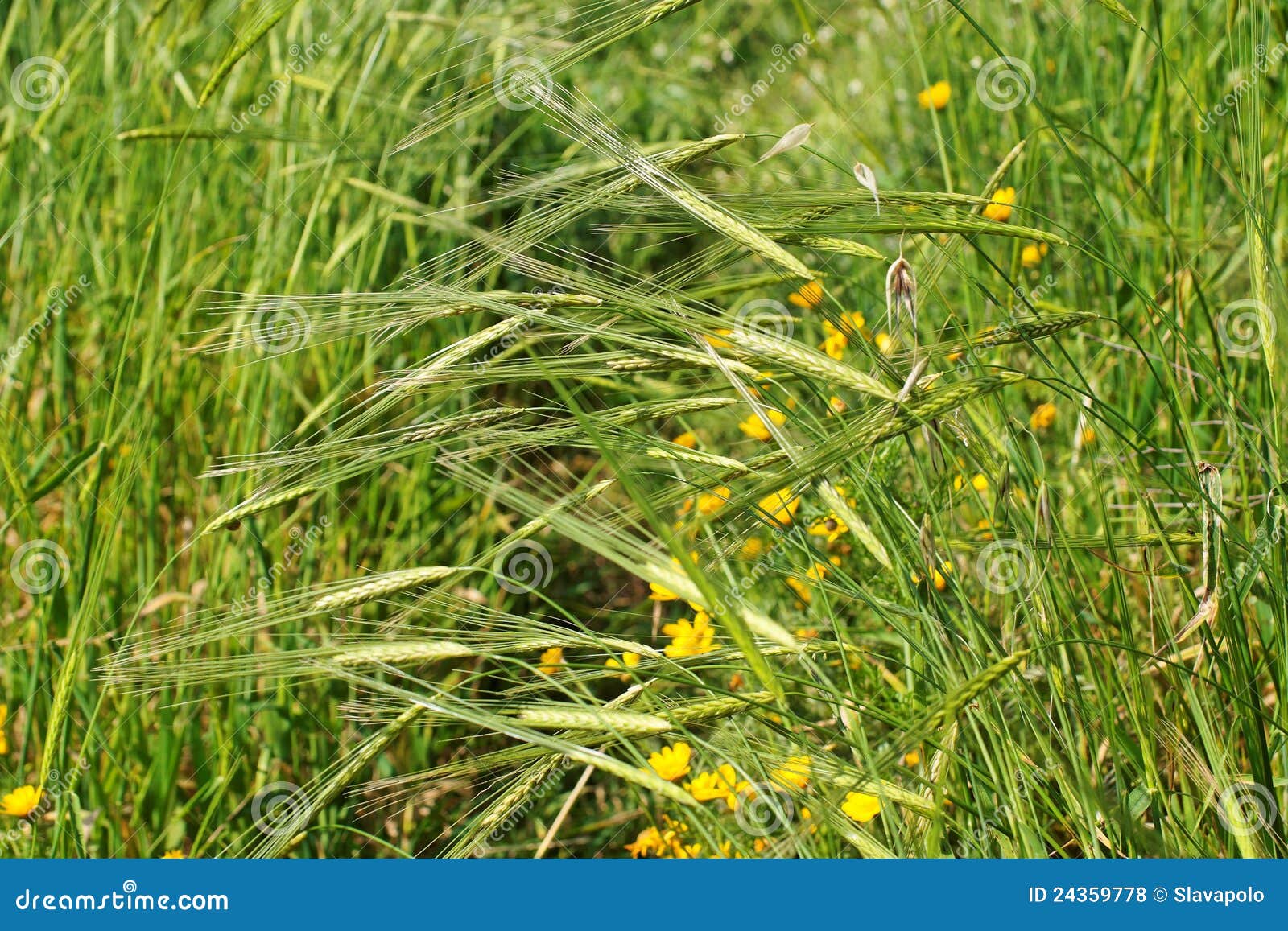 Wild-growing Cereals on Green Meadow in Spring Stock Photo - Image of ...