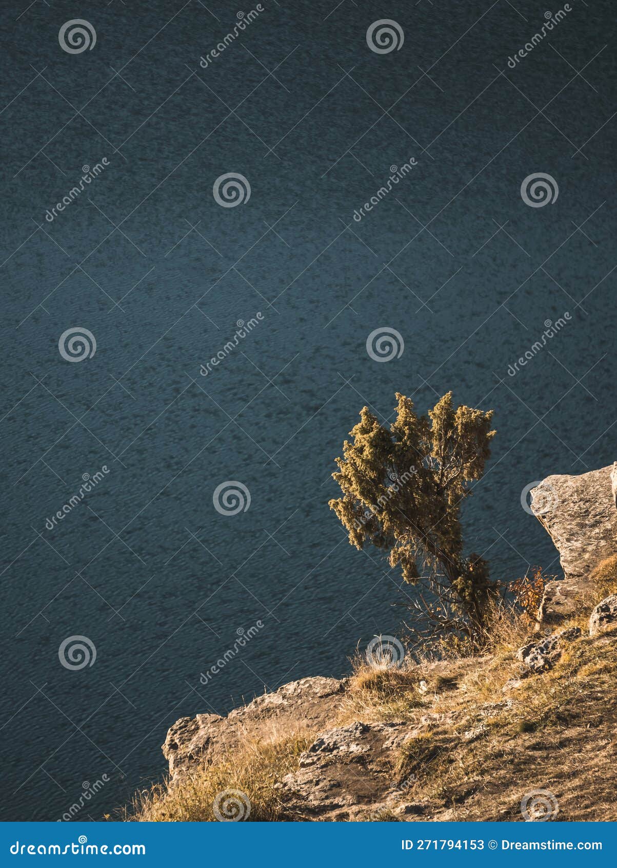 A Wild-growing Juniper on a Mountain Slope Hangs Over a Cliff and a ...
