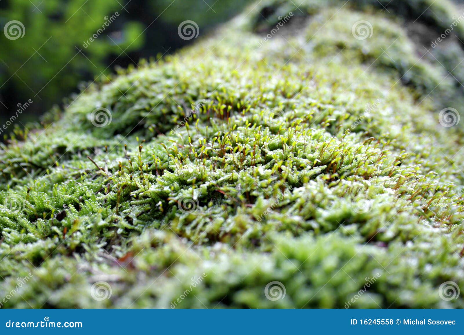 Wild growing moss stock photo. Image of mountain, nature - 16245558
