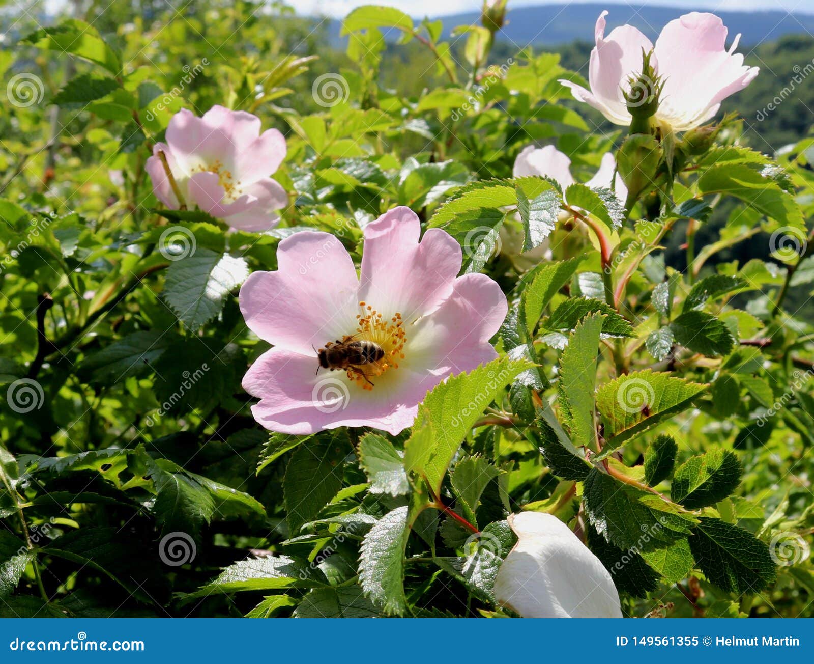 Wild Growing Roses with Pink Flowers and a Bee Stock Image - Image of ...