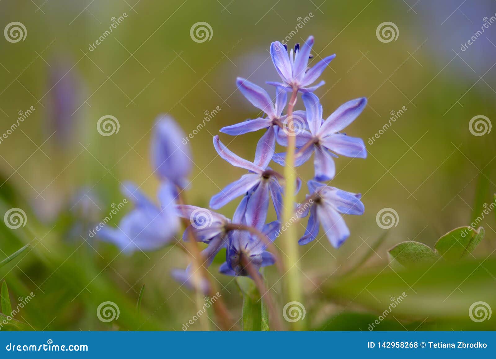 Wild growing squill stock photo. Image of alpine, leaf - 142958268