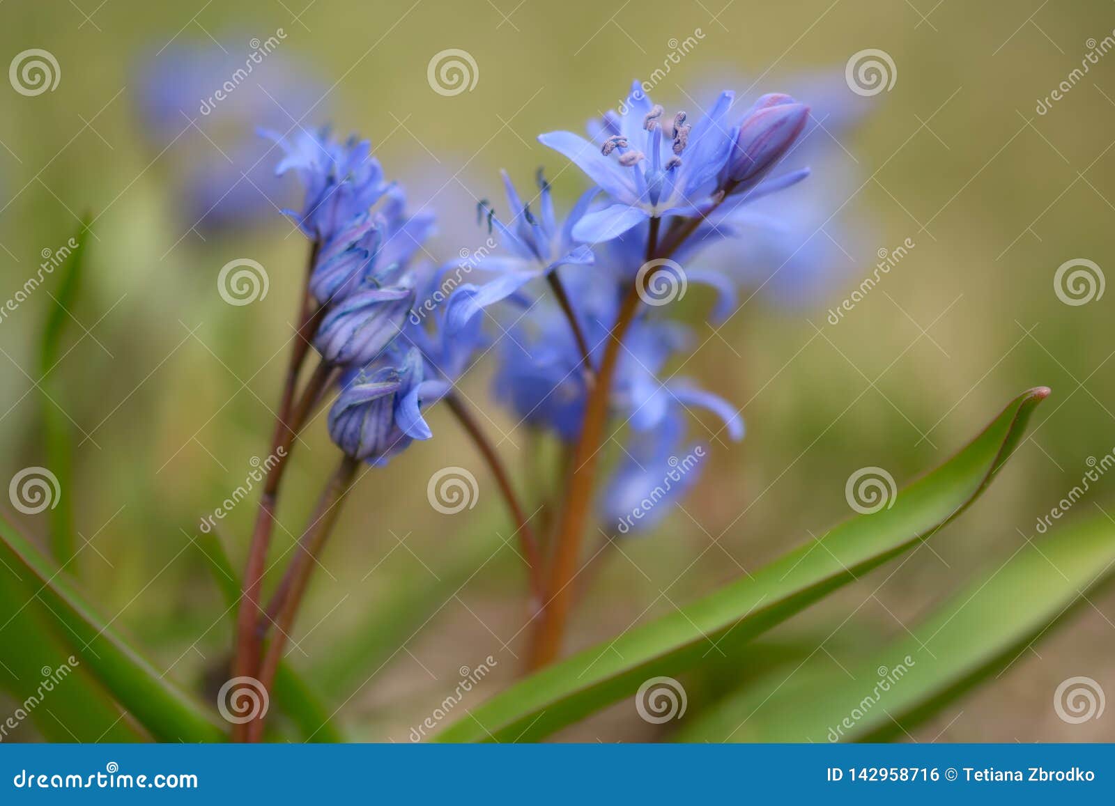 Wild growing squill stock photo. Image of flora, bifolia - 142958716