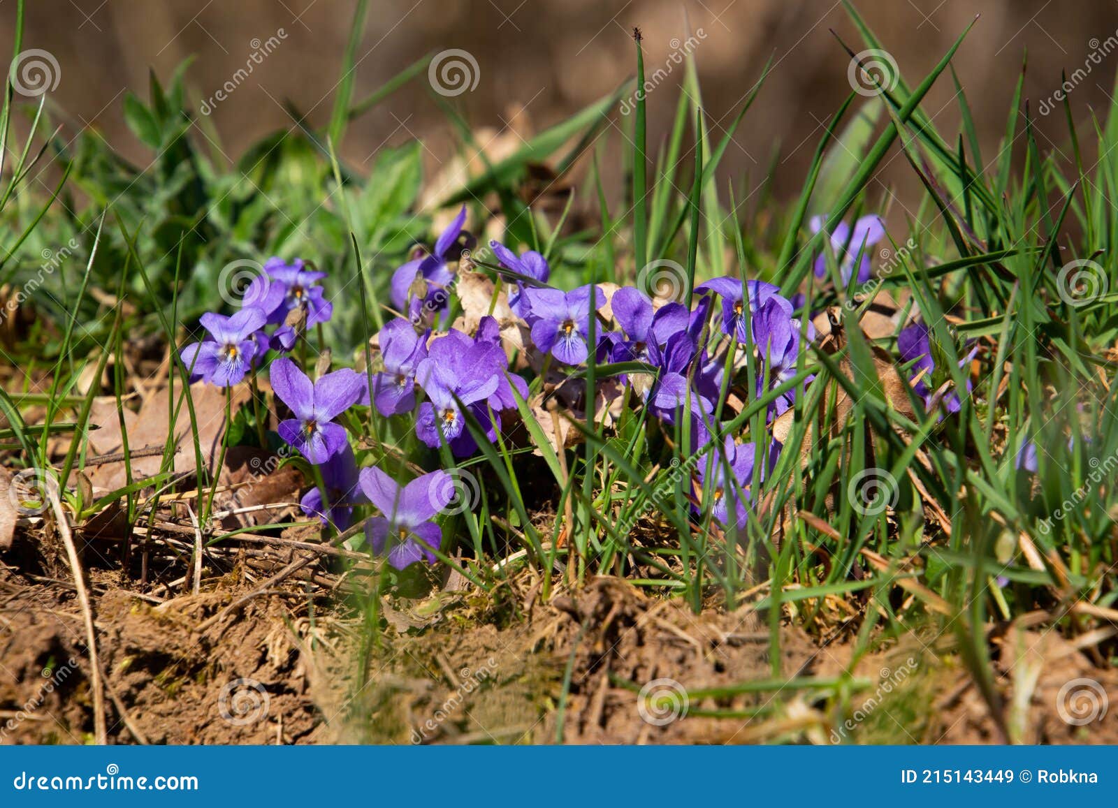 Wild Growing Violets in the Grass with Selective Focus, Also Called ...