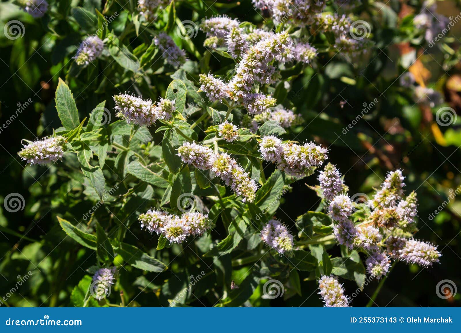 In the Wild Grows Mint Long-leaved Mentha Longifolia Stock Image ...