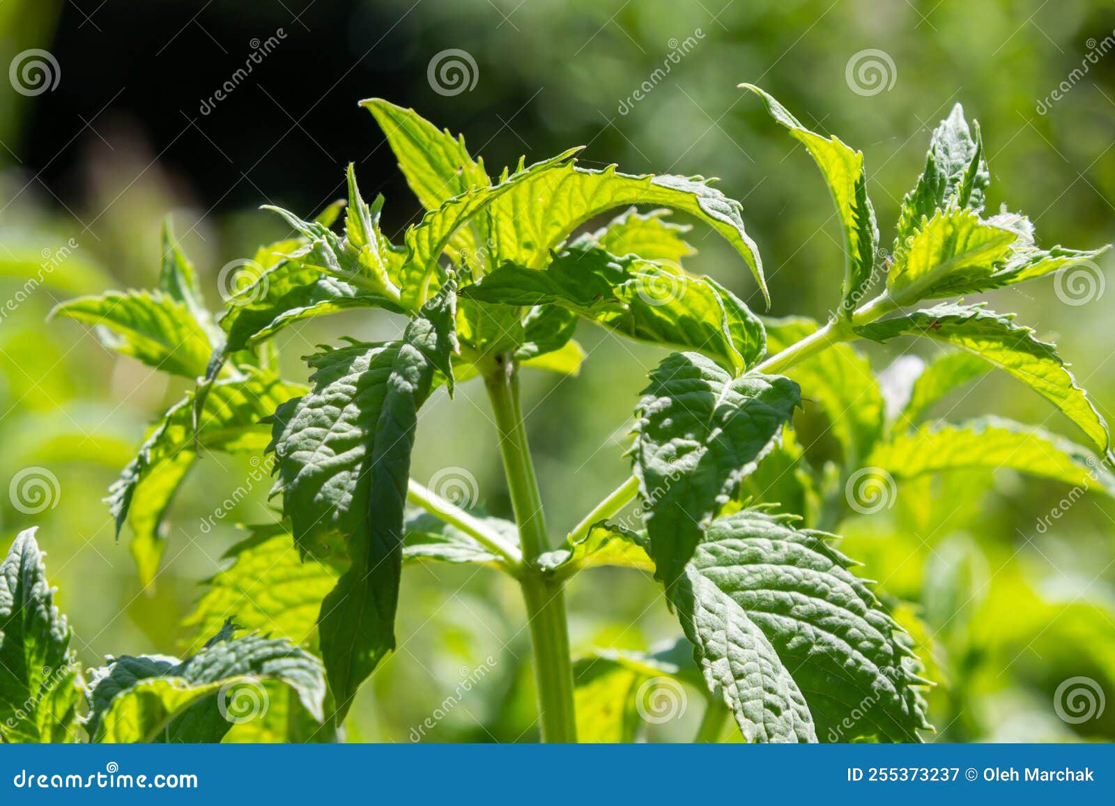 In the Wild Grows Mint Long-leaved Mentha Longifolia Stock Image ...