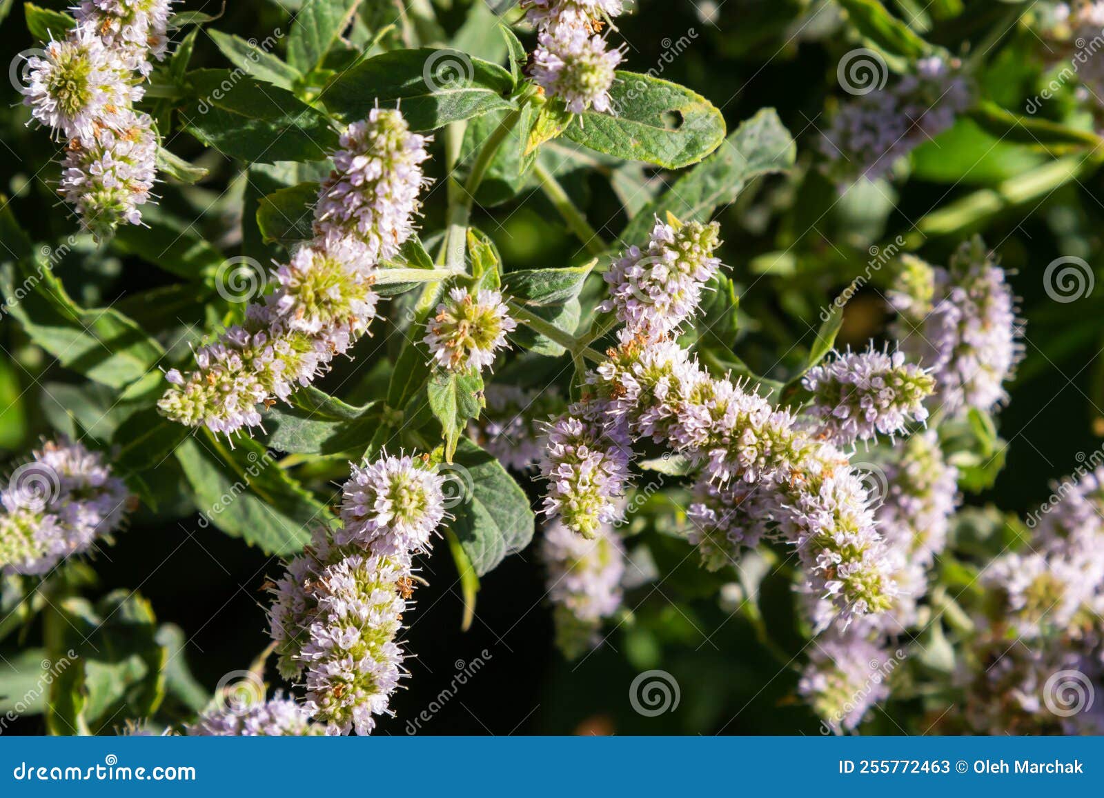 In the Wild Grows Mint Long-leaved Mentha Longifolia Stock Image ...