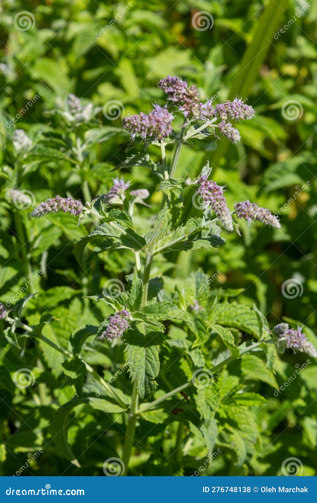 In the Wild Grows Mint Long-leaved Mentha Longifolia Stock Photo ...