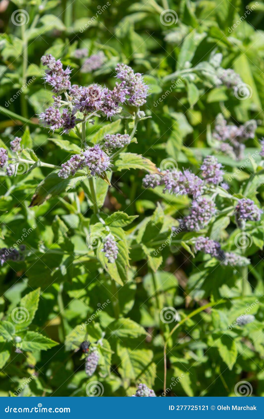 In the Wild Grows Mint Long-leaved Mentha Longifolia Stock Image ...