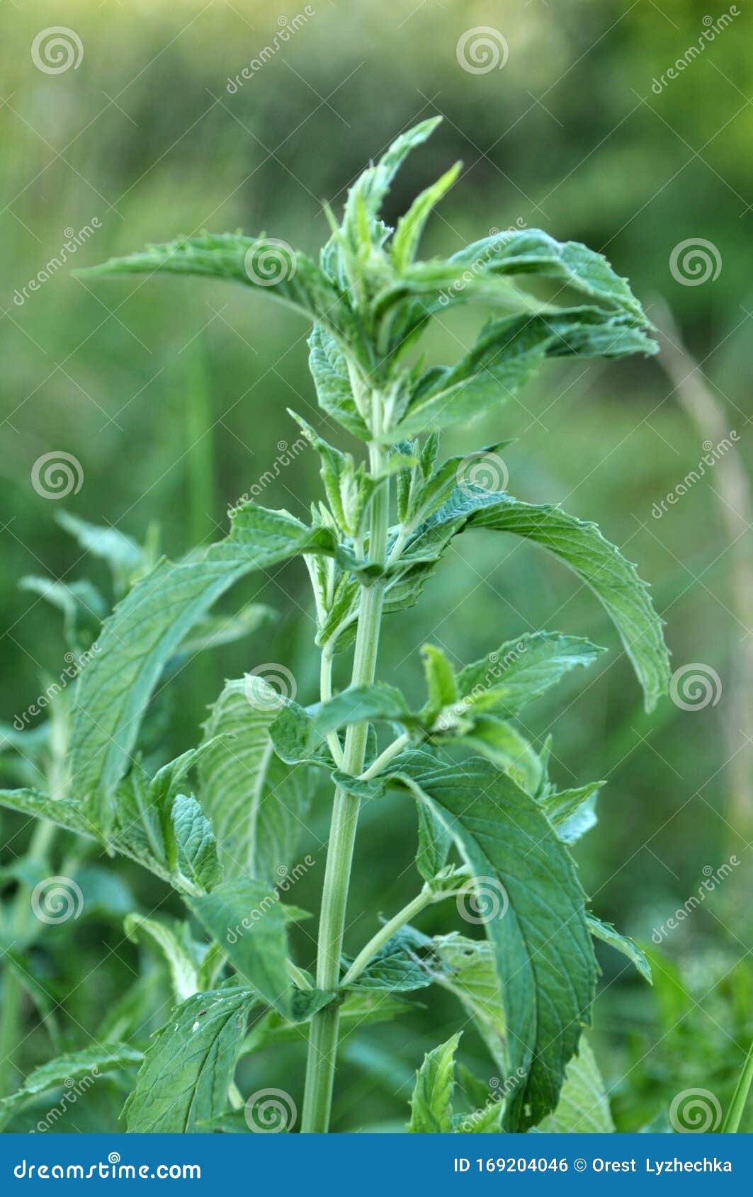 Mint Long-leaved Mentha Longifolia Grows in Nature Stock Photo - Image ...