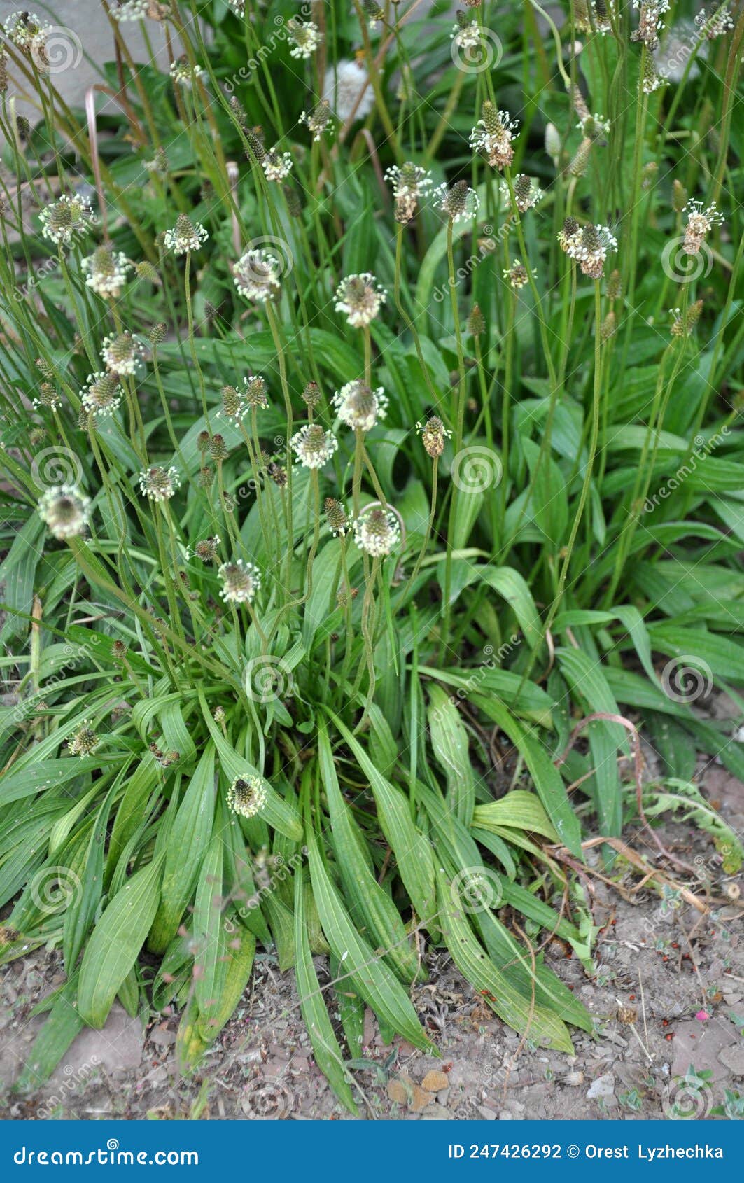Lanceolate Plantain, Plantago Lanceolata Grows in Nature Stock Photo ...