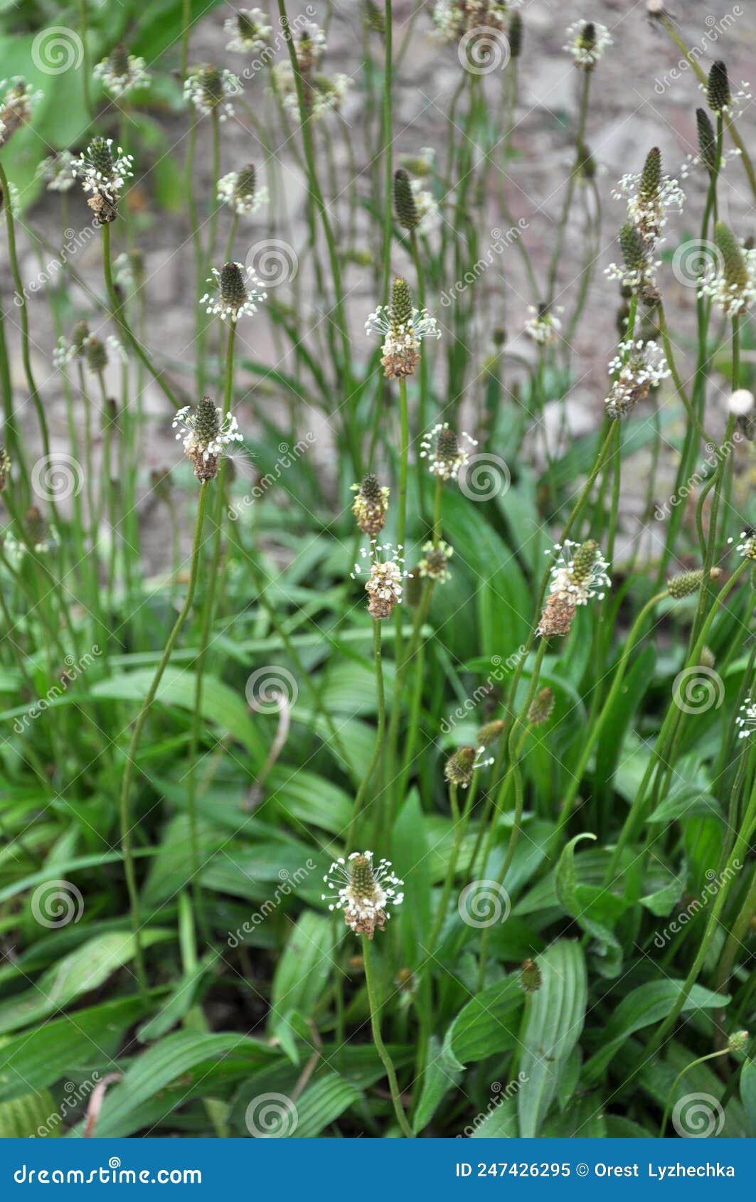 Lanceolate Plantain, Plantago Lanceolata Grows in Nature Stock Image ...