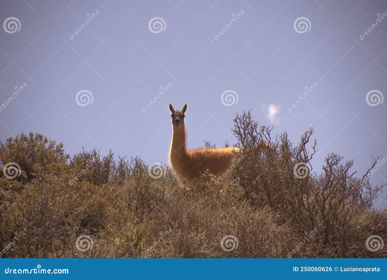 Wild Guanacos in the Desert Stock Photo - Image of deer, guanaco: 250060626