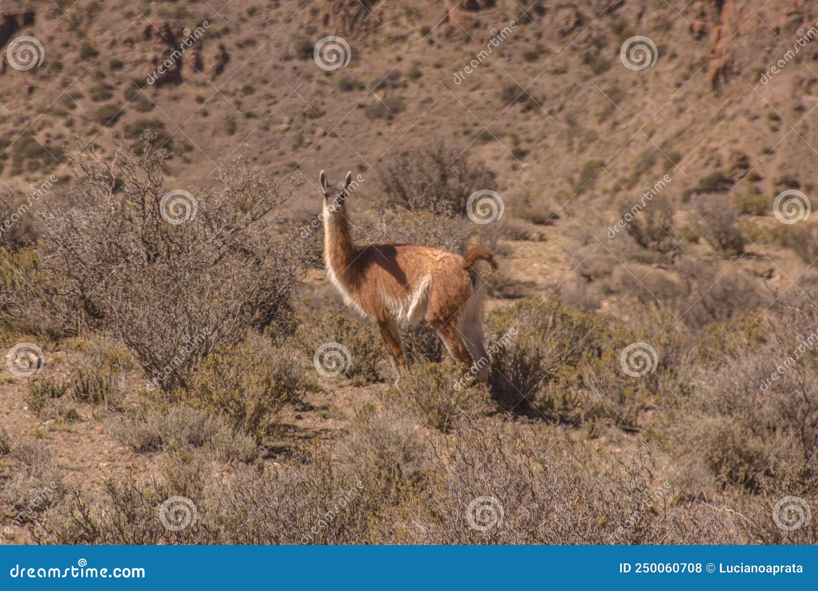 Wild Guanacos in the Desert Stock Photo - Image of lama, safari: 250060708