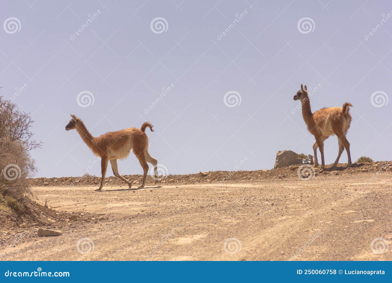 Mutain Desert Stock Photos - Free & Royalty-Free Stock Photos from ...