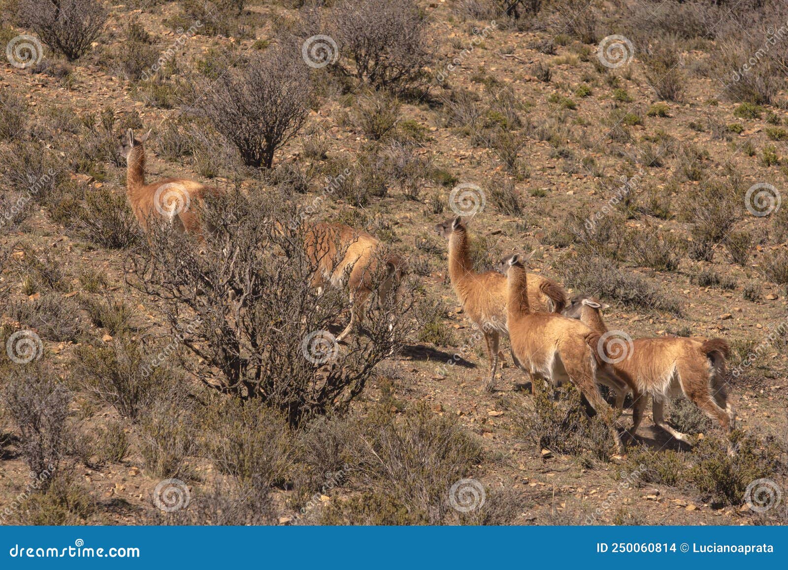 Wild Guanacos in the Desert Stock Photo - Image of grass, animal: 250060814