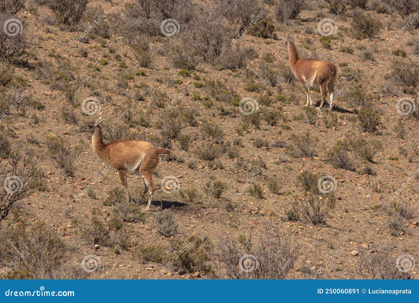 Wild Guanacos in the Desert Stock Image - Image of nature, cuzco: 250060891