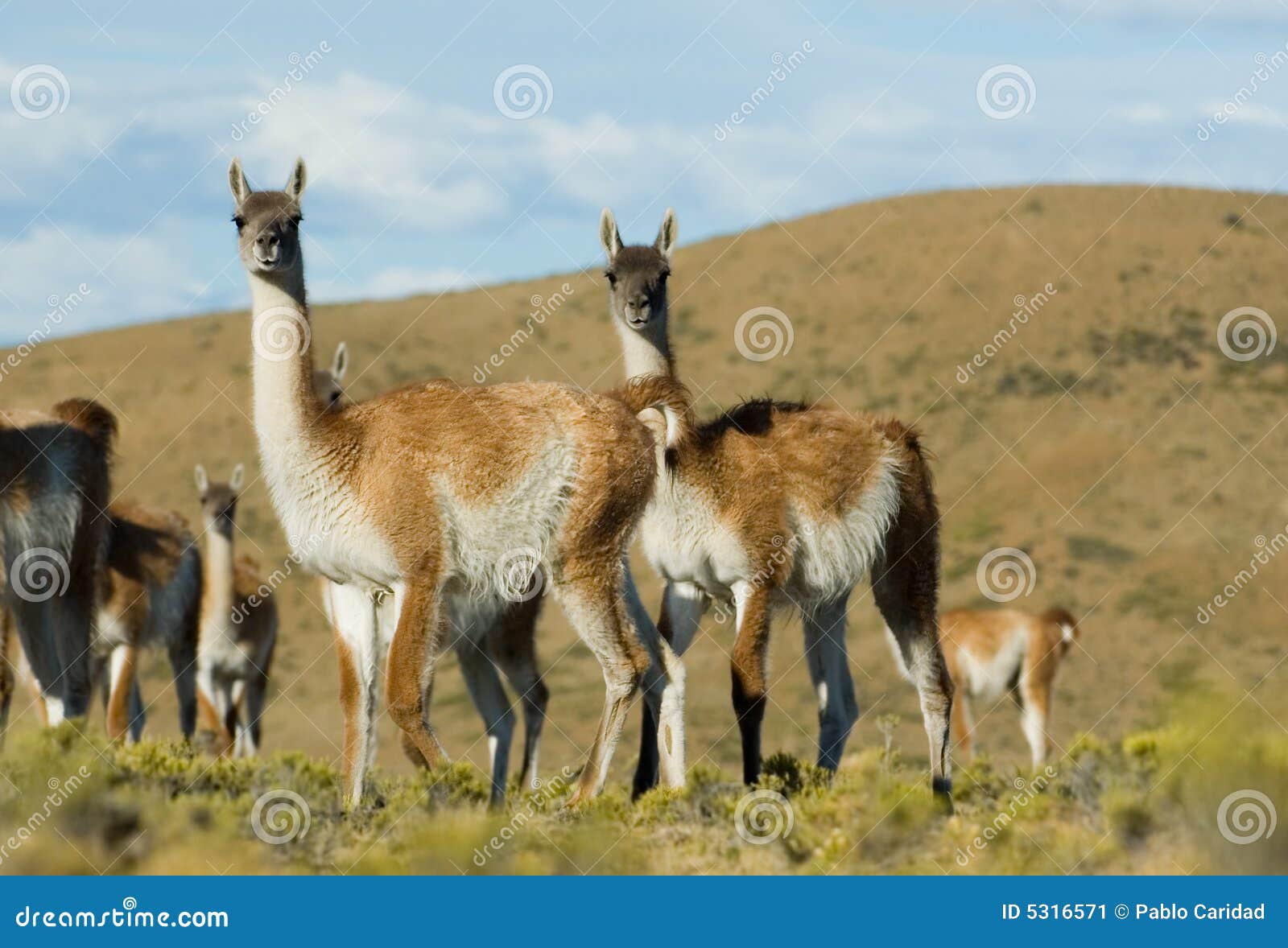Wild Guanacos of Patagonia stock image. Image of argentina - 5316571