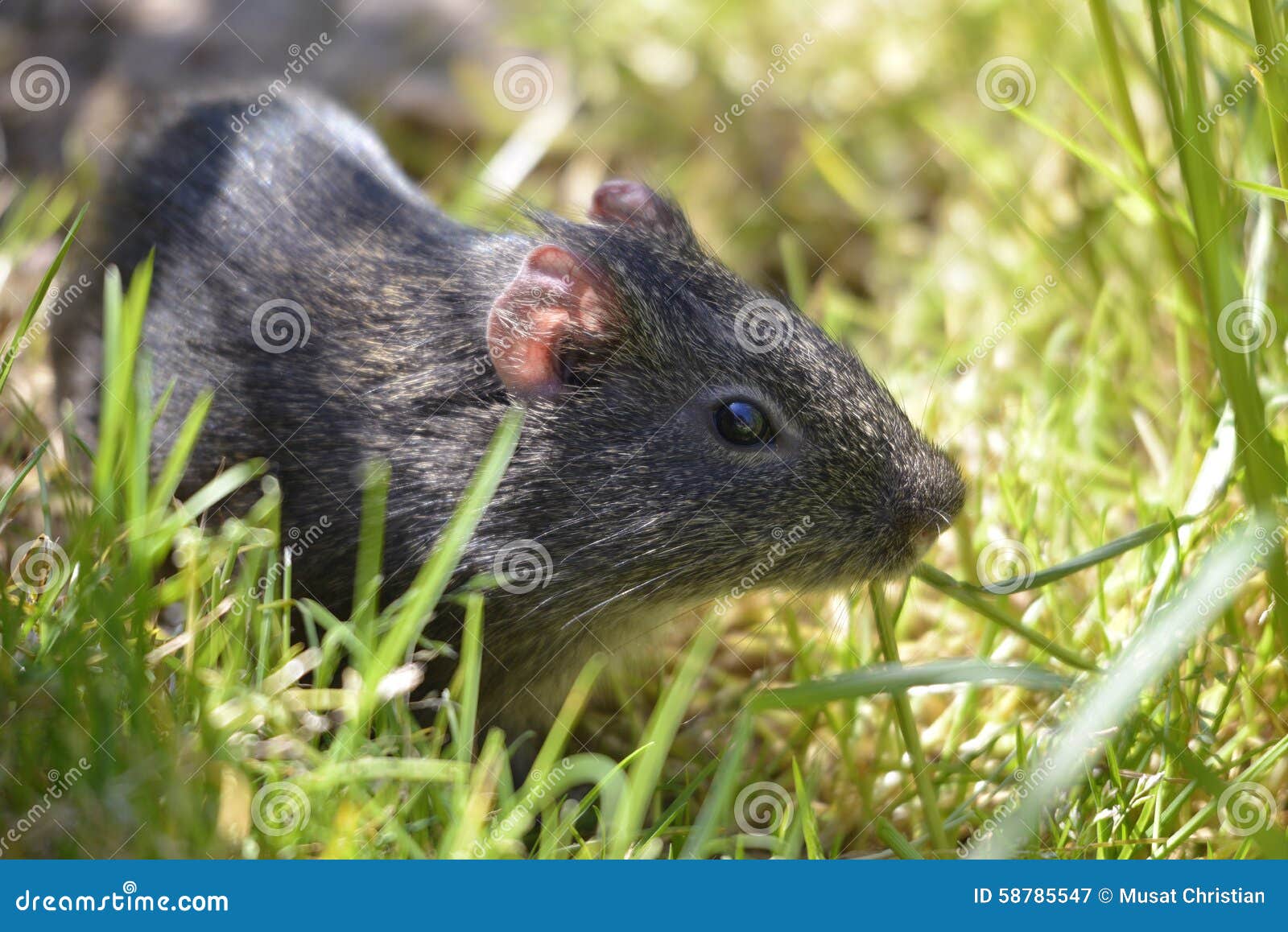 Wild Guinea pig in grass stock image. Image of cavy, rodent - 58785547