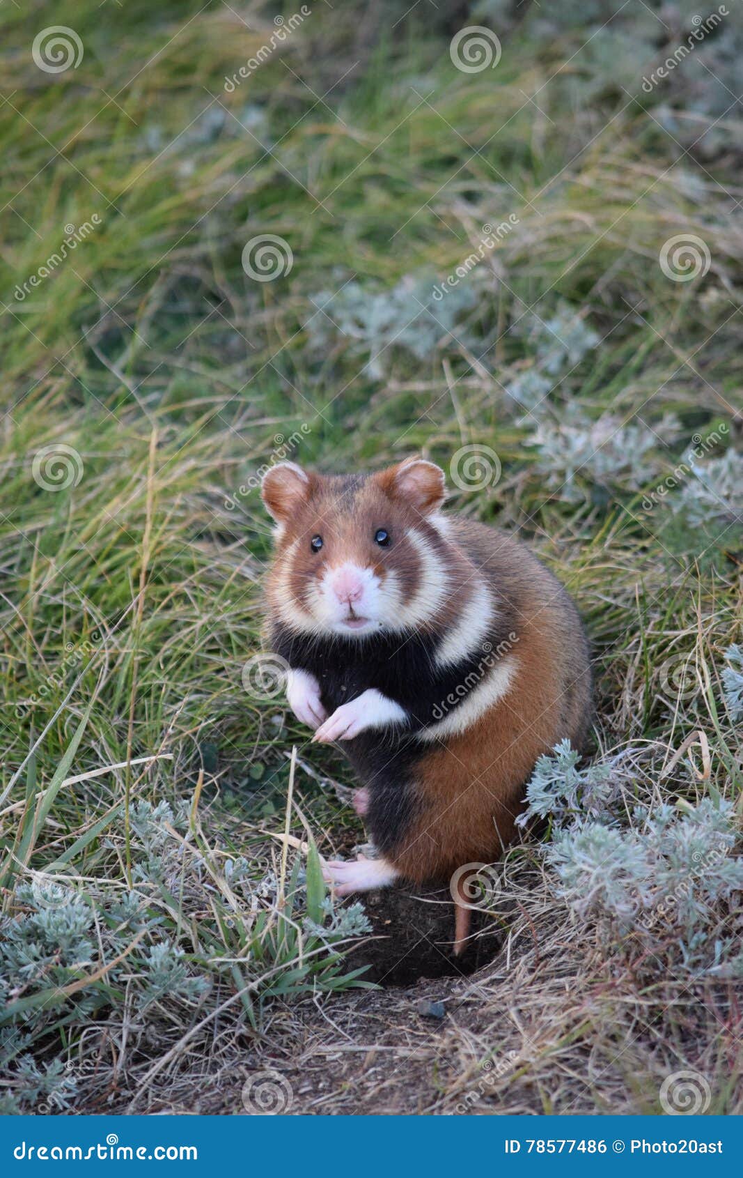 Wild hamster stock photo. Image of rodent, graphics, hamster - 78577486