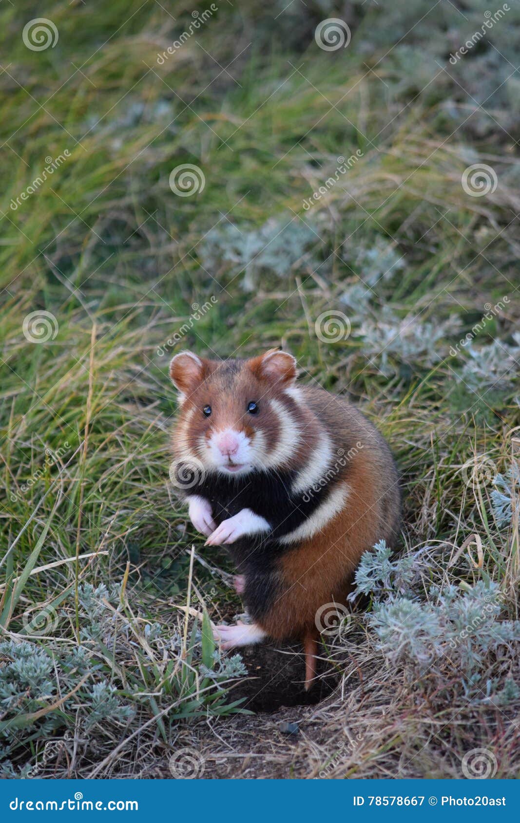 Wild hamster stock image. Image of mammal, wild, hamster - 78578667