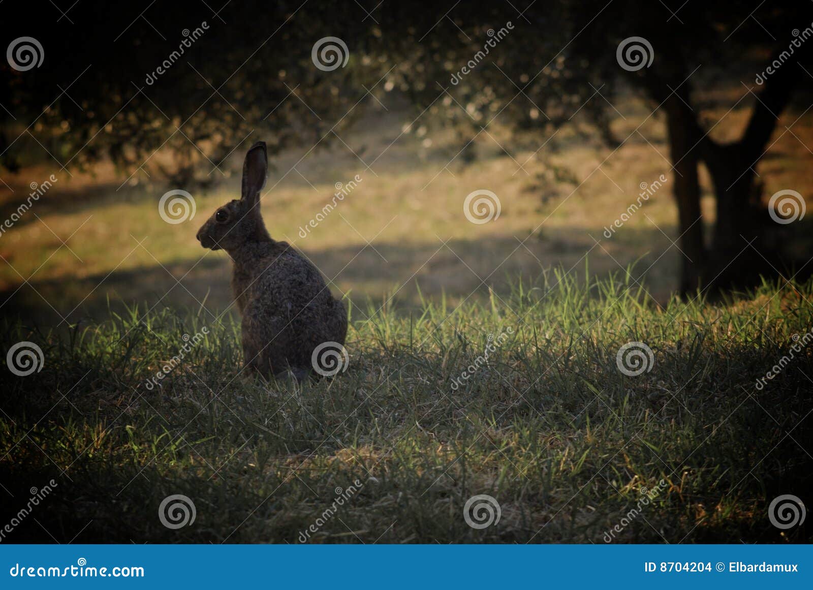 Wild hare stock photo. Image of rabbit, stand, nature - 8704204