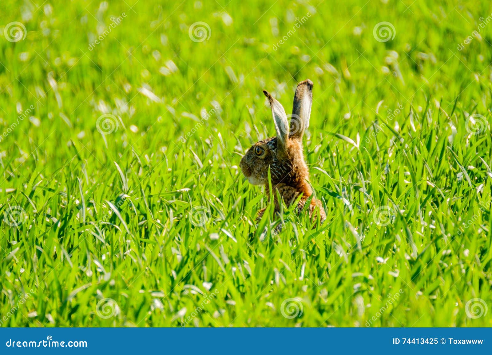 Wild hare in the field stock image. Image of animal, green - 74413425