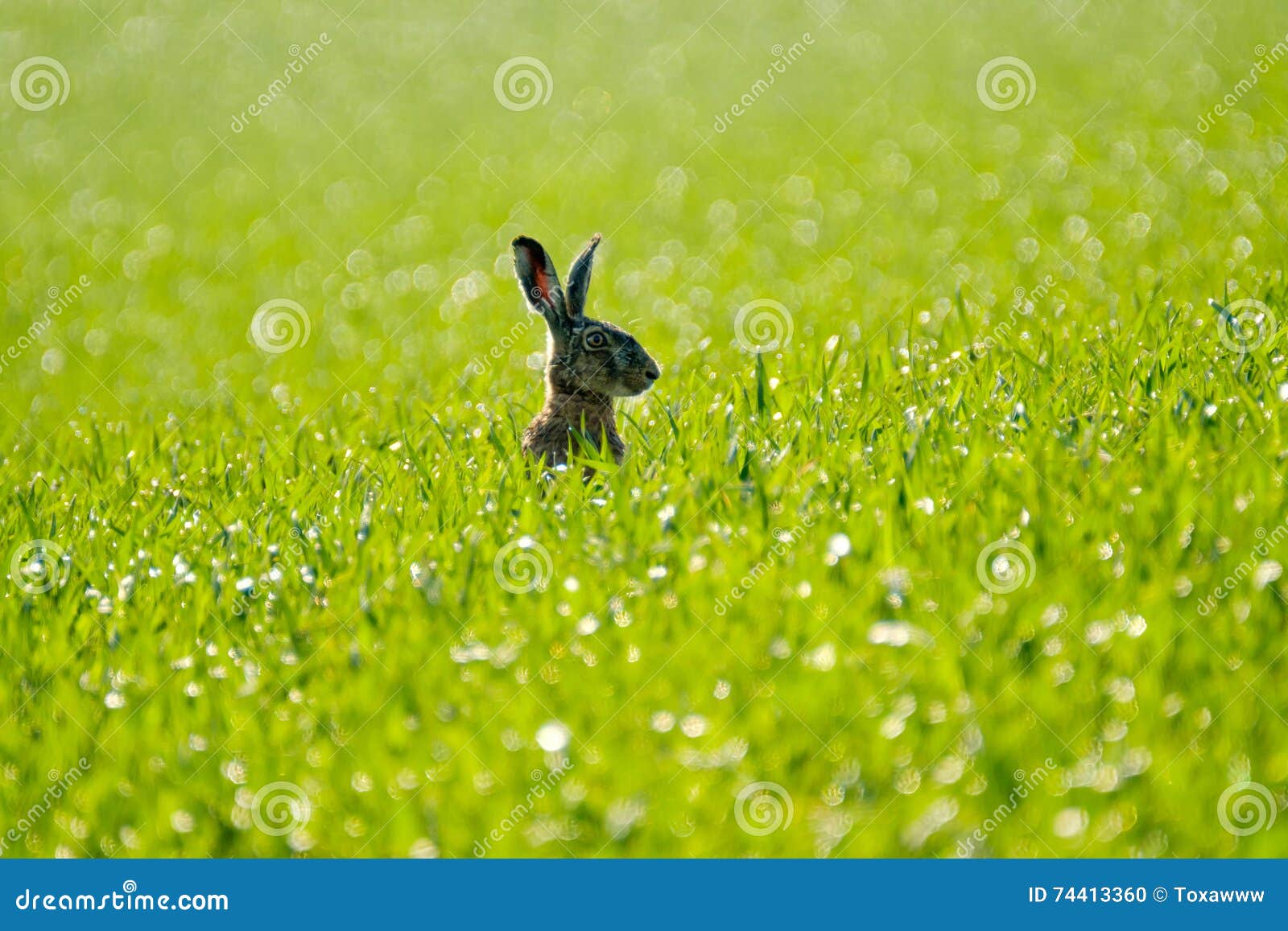 Wild hare in the field stock photo. Image of rabbit, european - 74413360