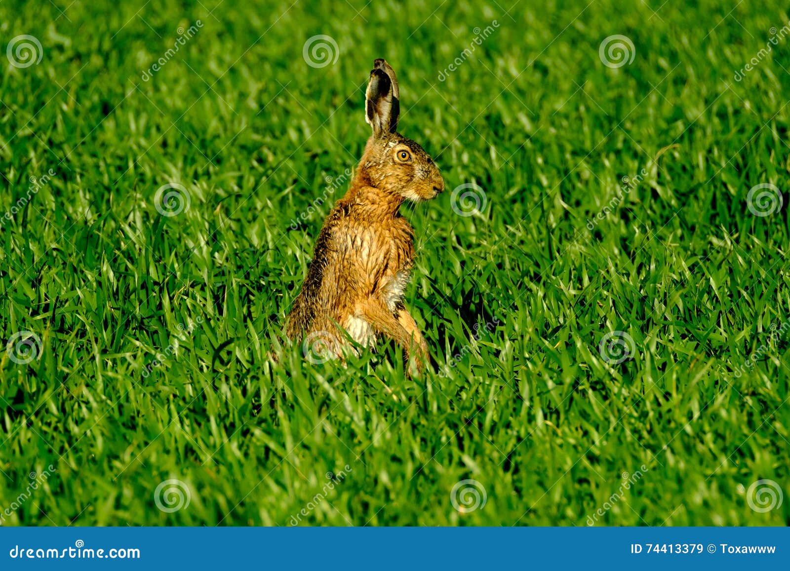 Wild hare in the field stock image. Image of mammal, wild - 74413379