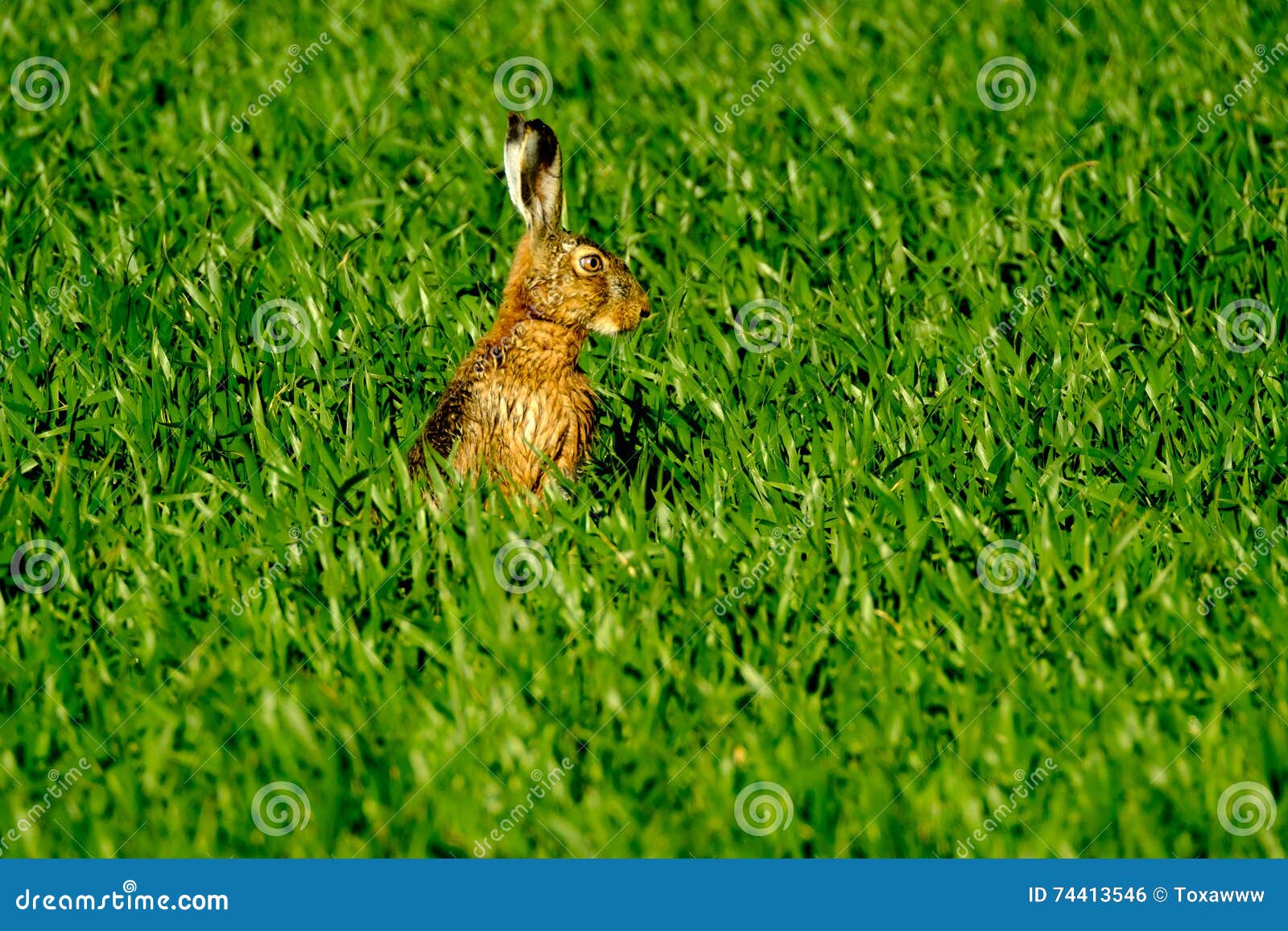 Wild hare in the field stock photo. Image of europe, spring - 74413546