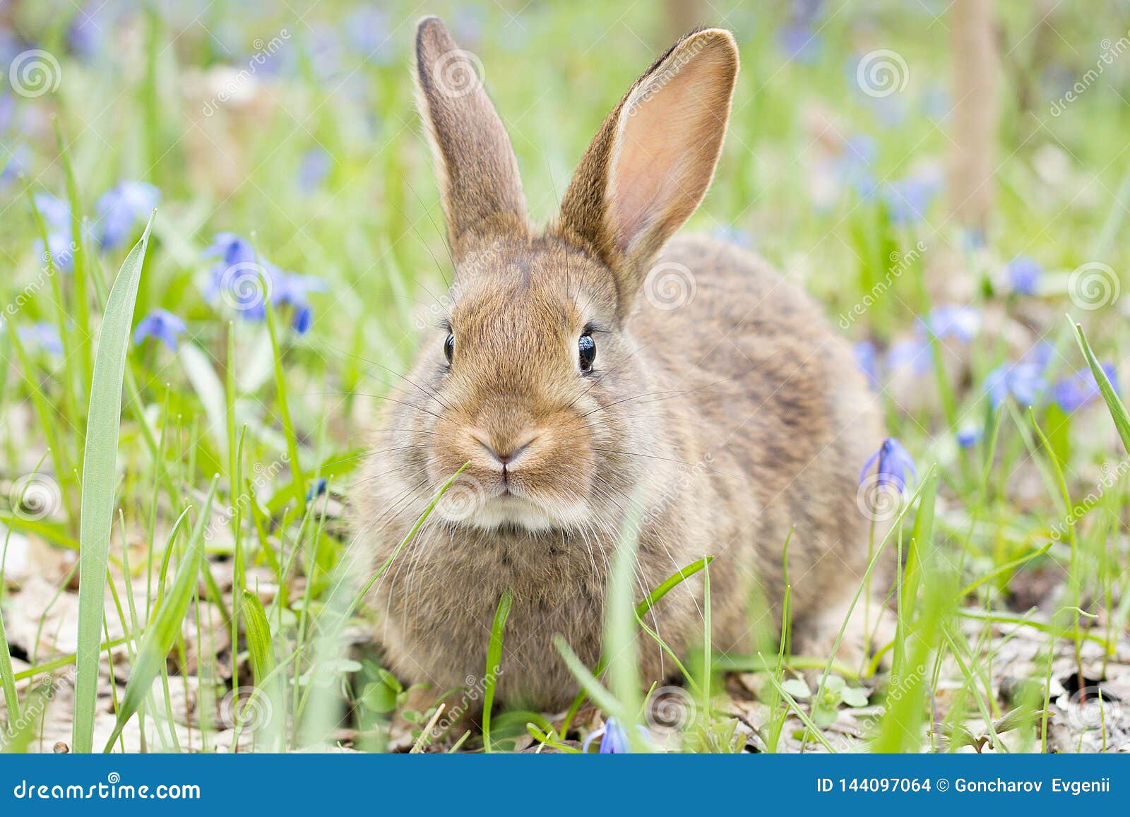 Wild Hare on a Flowering Meadow in Spring. Easter Bunny in the ...