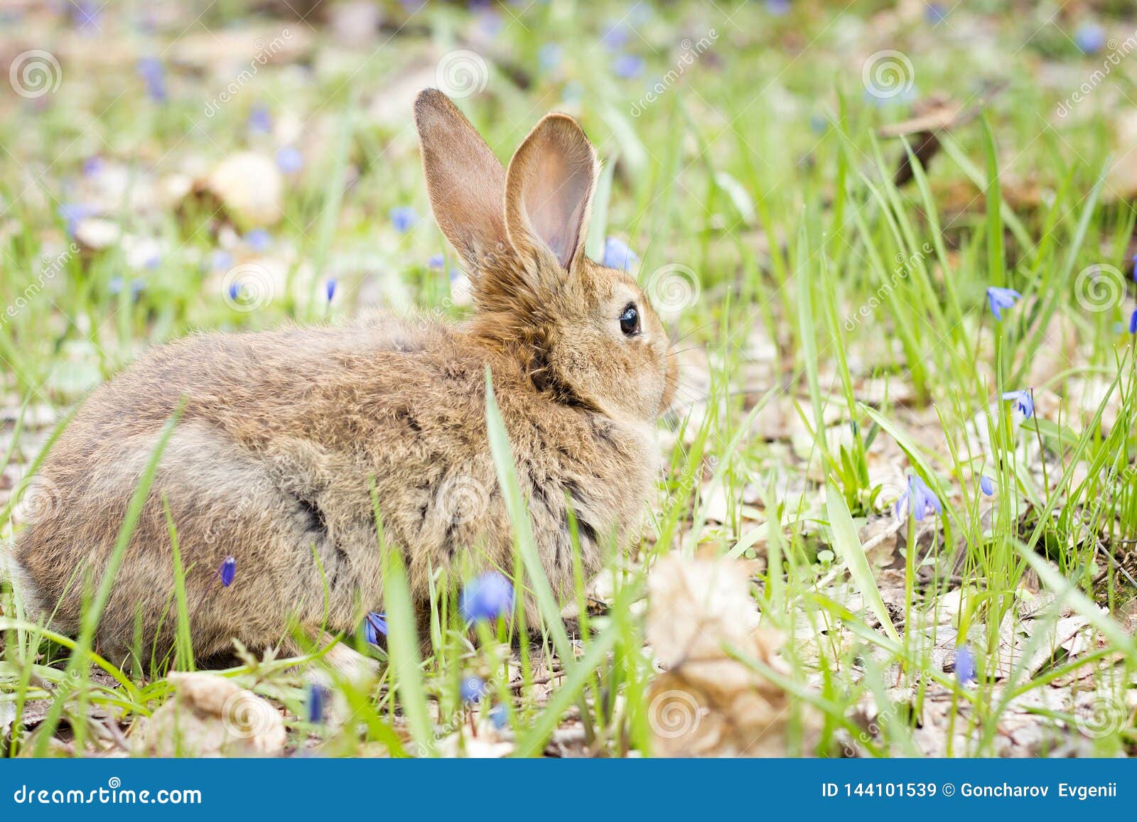 Wild Hare on a Flowering Meadow in Spring. Easter Bunny in the ...
