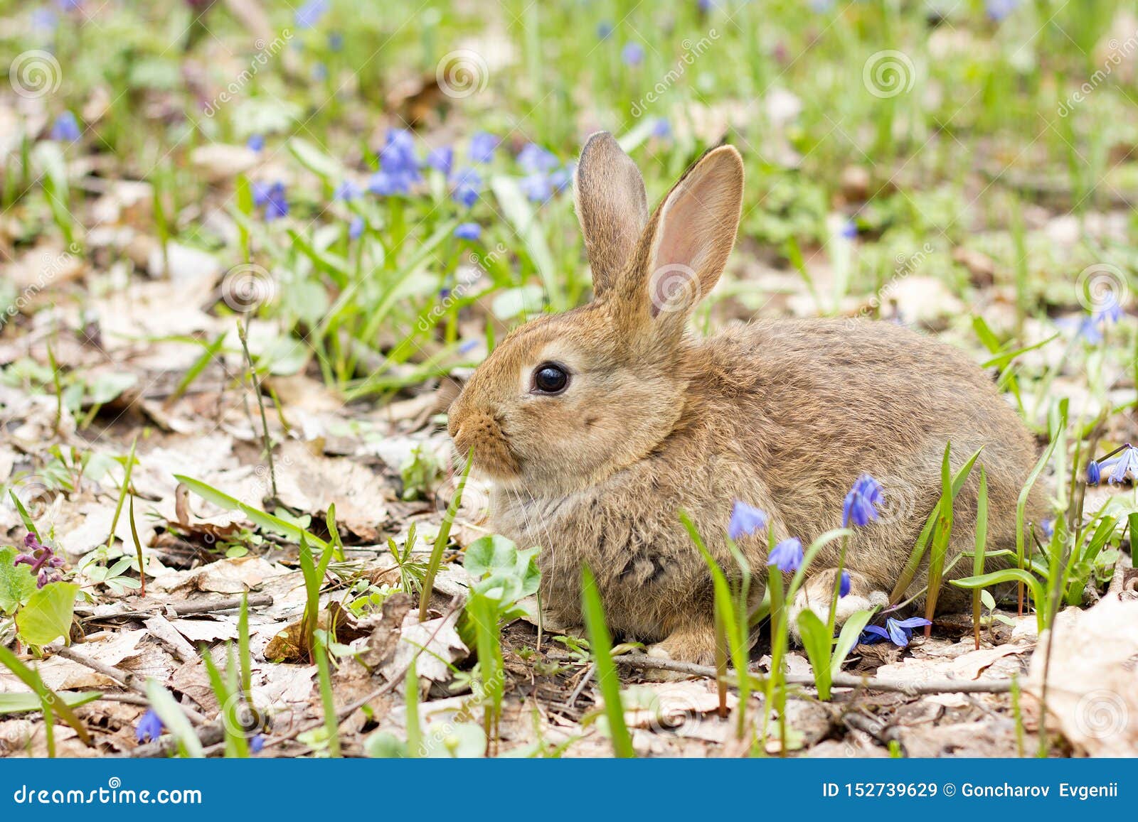 Wild Hare on a Flowering Meadow in Spring. Easter Bunny in the ...