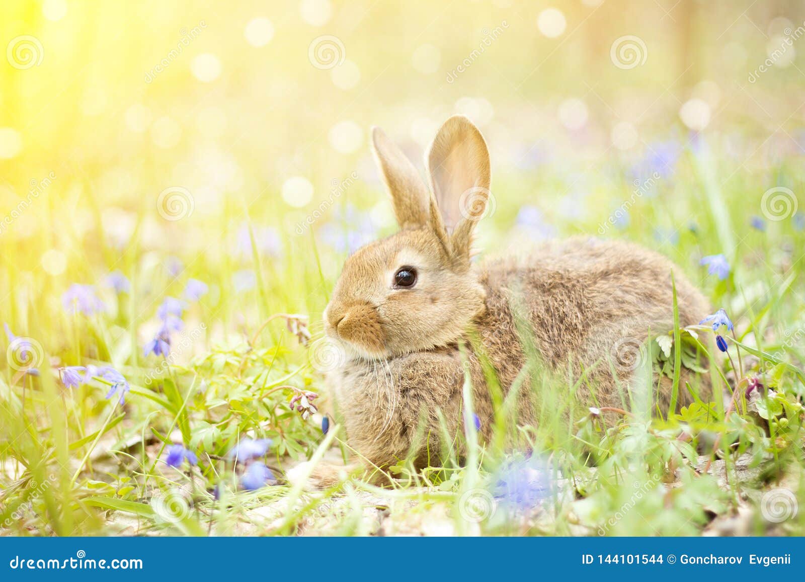 Wild Hare on a Flowering Meadow in Spring. Easter Bunny in the ...