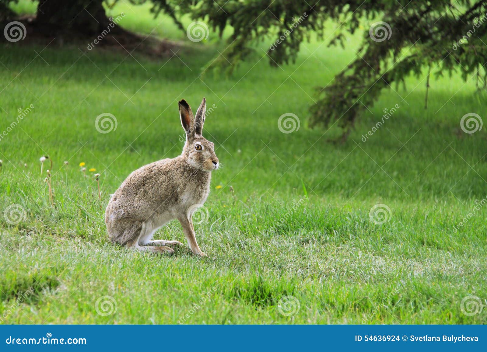 Wild Hare on Grass in the Forest Stock Photo - Image of candid, summer ...