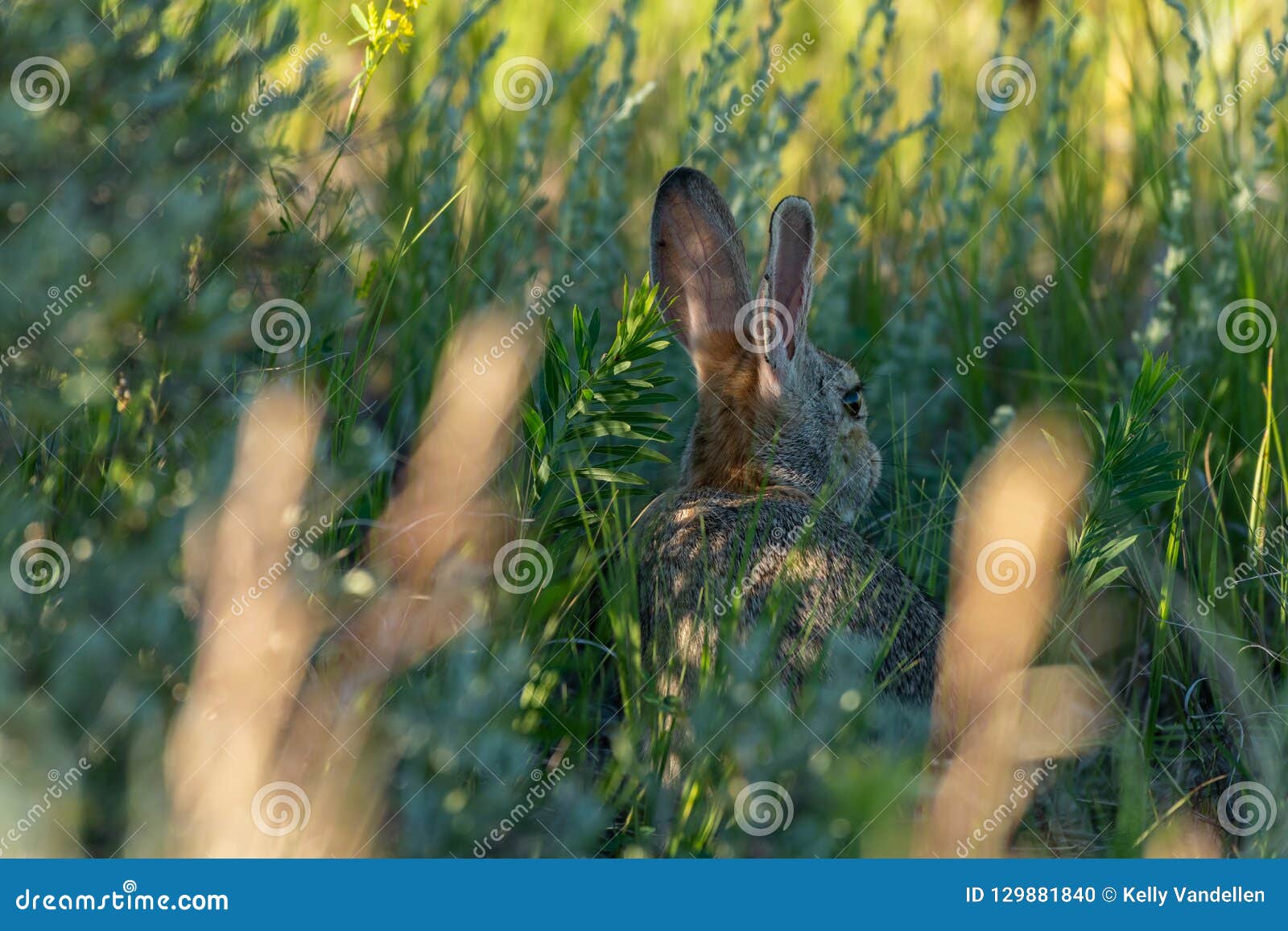 Wild Hare Hides in the Shadows Stock Photo - Image of mammal, animal ...
