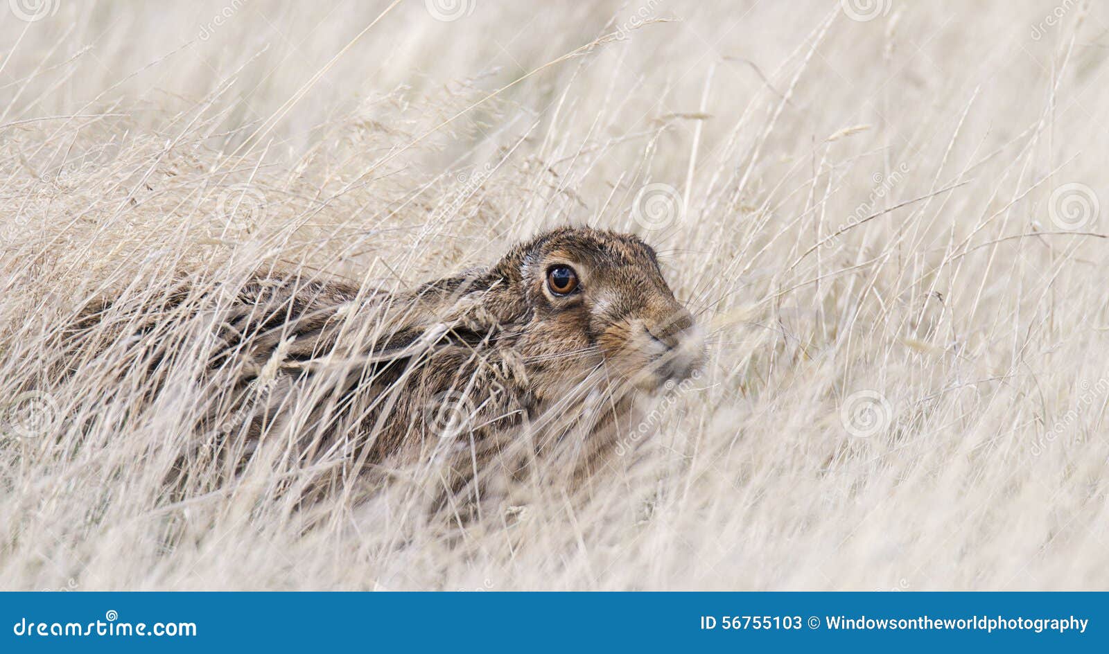 Wild Hare Hiding in Long Grass. Genus Lepus Stock Image - Image of ...
