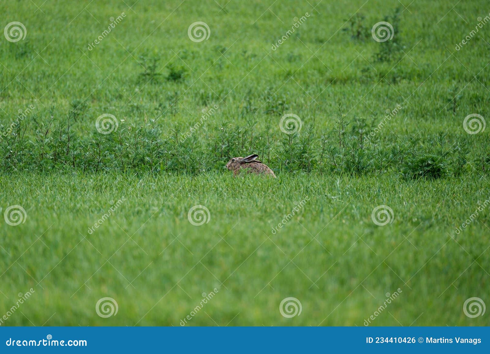 Wild Hare Jumping and Hiding in Meadow Stock Photo - Image of summer ...