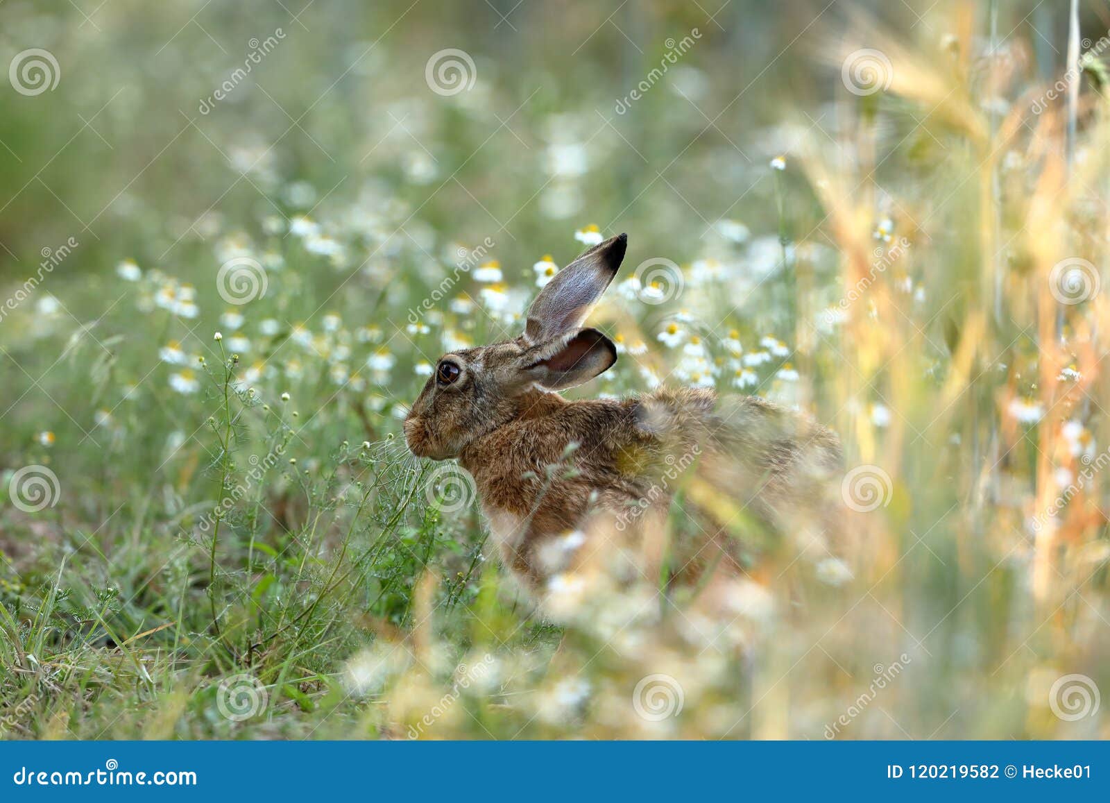 Wild hare in nature stock photo. Image of hare, mammal - 120219582
