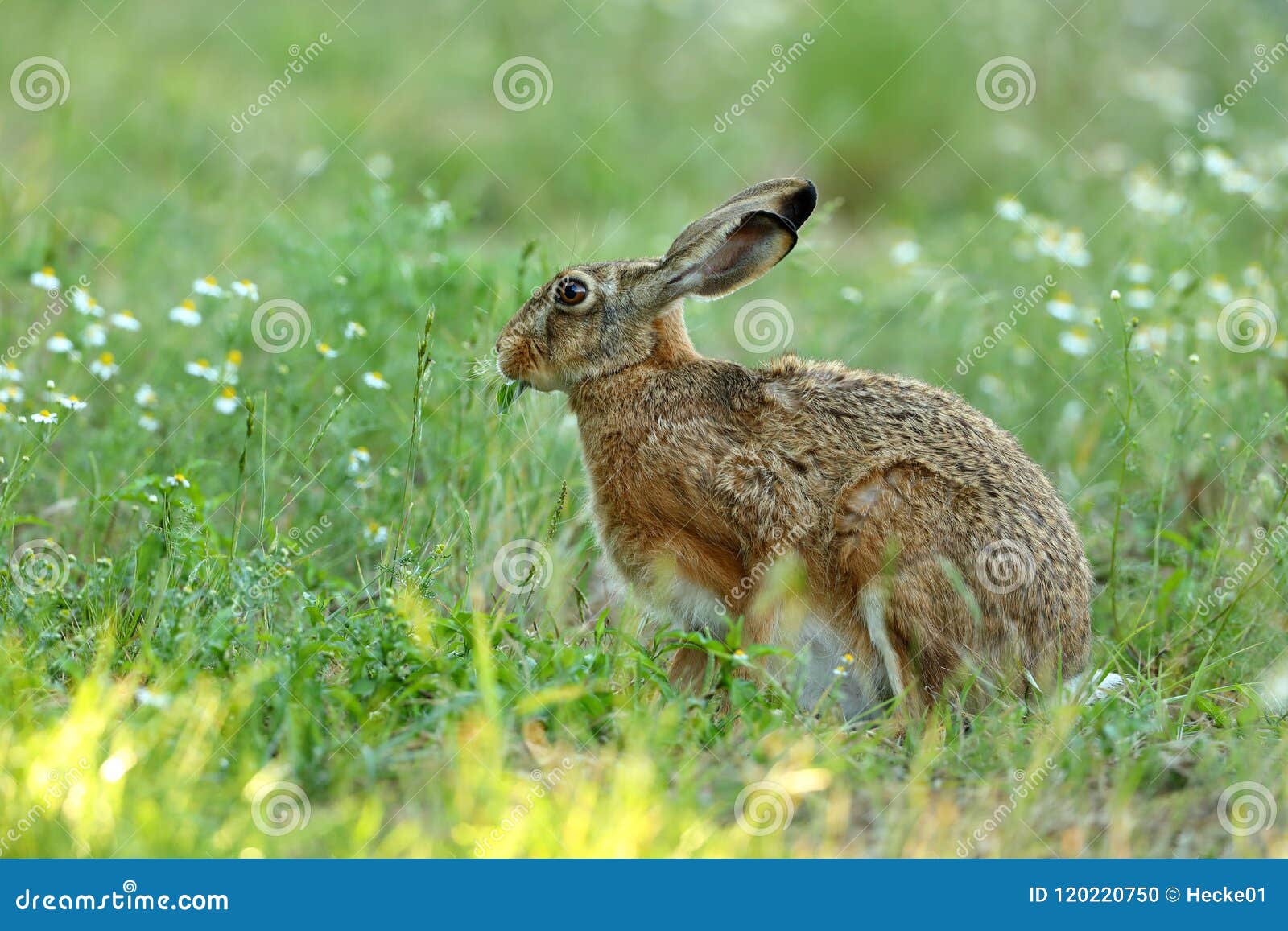 Wild hare in nature stock photo. Image of wildlife, lepus - 120220750