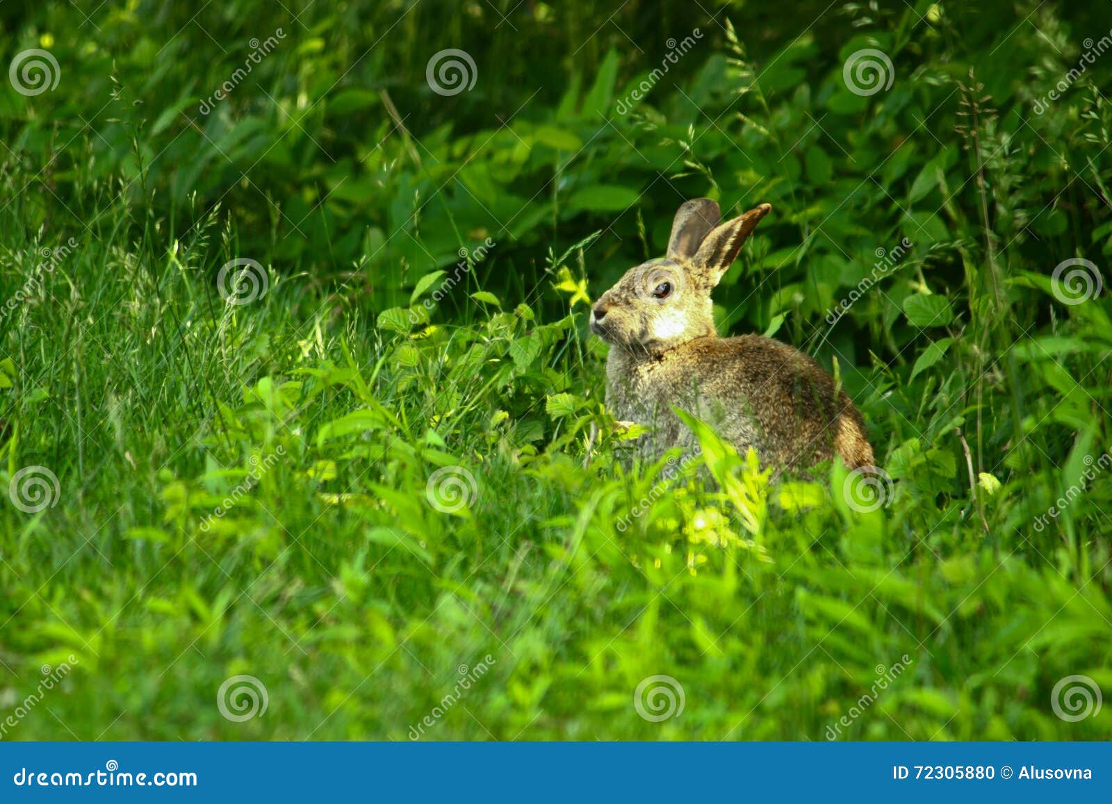 Wild hare in the nature stock photo. Image of nature - 72305880