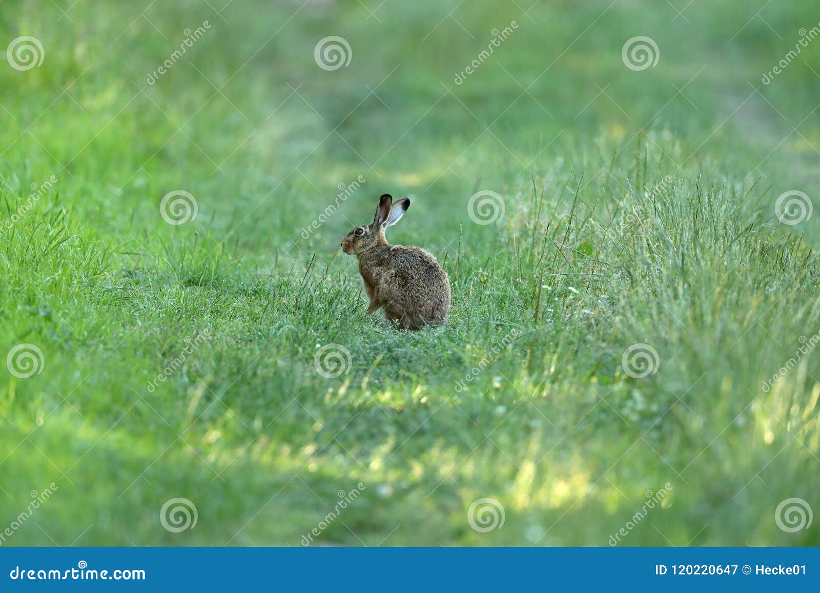 Wild hare in nature stock image. Image of mammal, buck - 120220647