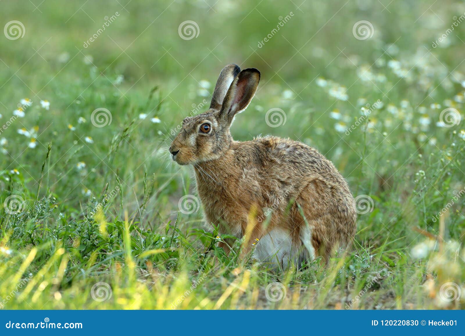 Wild hare in nature stock photo. Image of europaeus - 120220830