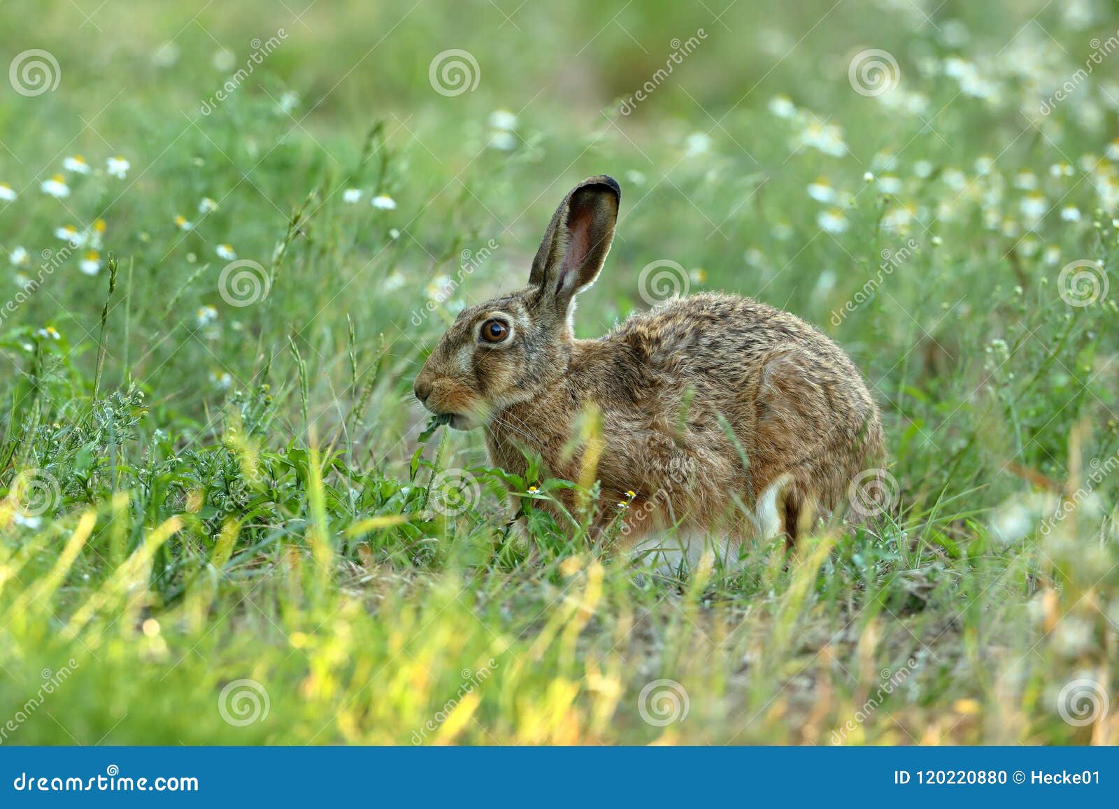 Wild hare in nature stock photo. Image of buck, wild - 120220880