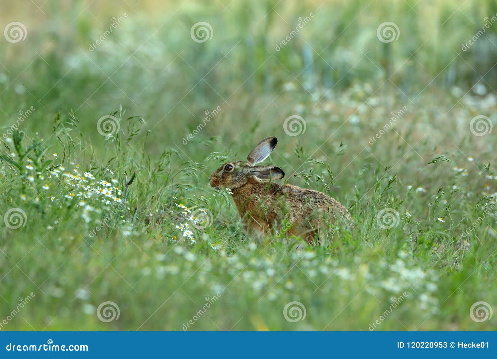 Wild hare in nature stock image. Image of cute, buck - 120220953