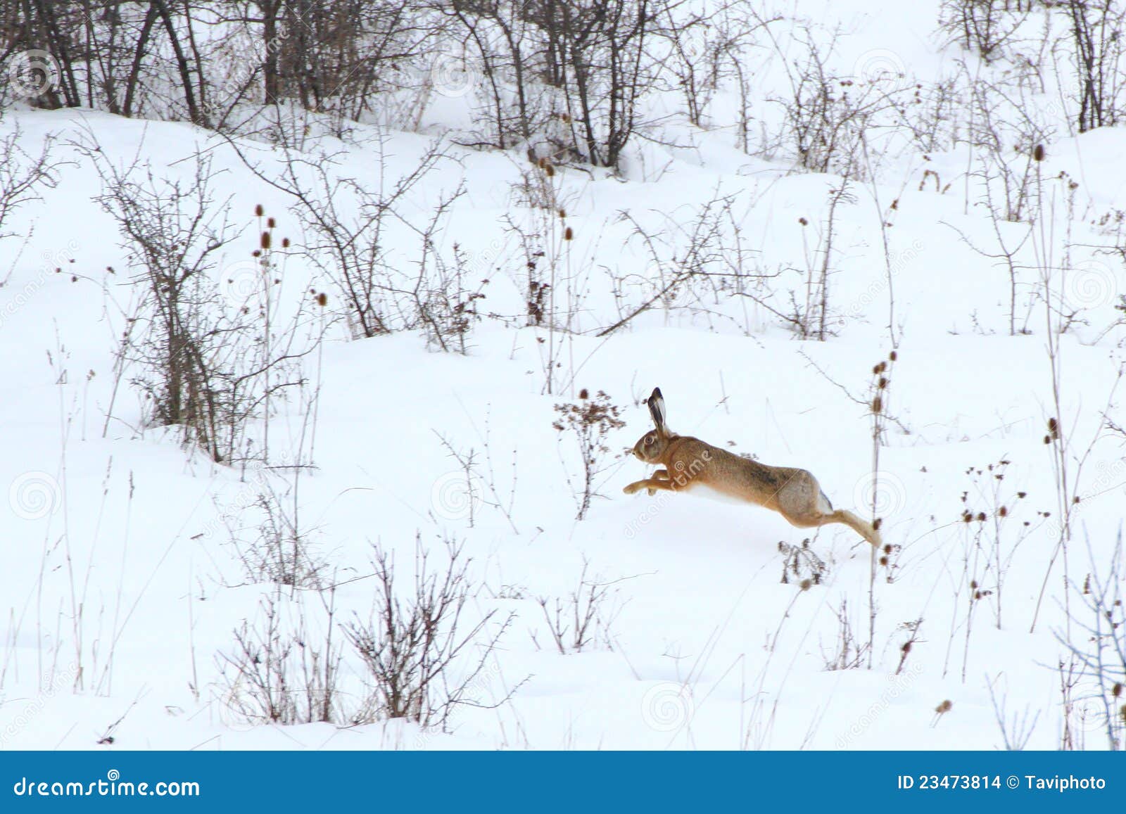 Wild hare running stock photo. Image of lepus, field - 23473814